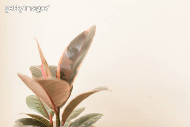 Pink Variegated Rubber Plant 'Ruby' Ficus Elastica (1218678438) - 게티이미지뱅크