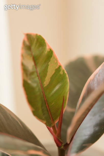 Pink Variegated Rubber Plant 'Ruby' Ficus Elastica 이미지 (1218679390 ...