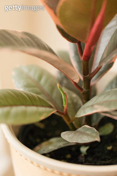 Pink Variegated Rubber Plant 'Ruby' Ficus Elastica (1218679542) - 게티이미지뱅크