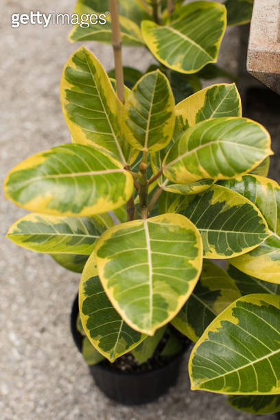 Yellow & Green Leaves on an India Rubber Ficus Altissima 'Golden Gem ...