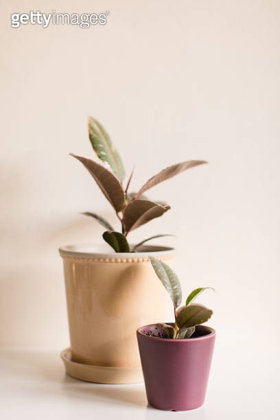 Pink Variegated Rubber Plant 'Ruby' Ficus Elastica (1220855921) - 게티이미지뱅크
