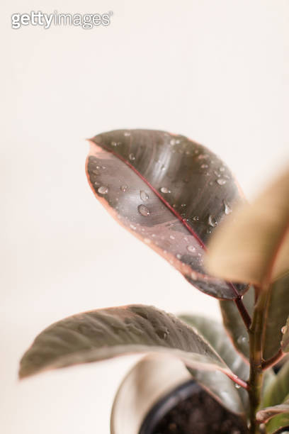 Pink Variegated Rubber Plant 'Ruby' Ficus Elastica 이미지 (1220856462 ...
