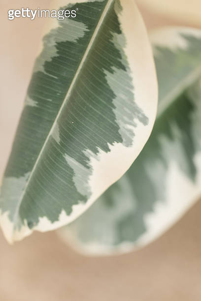Variegated Rubber Plant 'Variegata' Ficus Elastica 이미지 (1217929505 ...