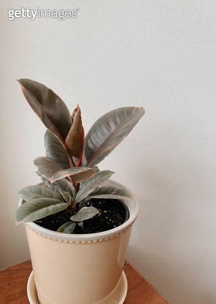 Variegated Rubber Plant 'Ruby' Ficus Elastica 이미지 (1218618303) - 게티이미지뱅크