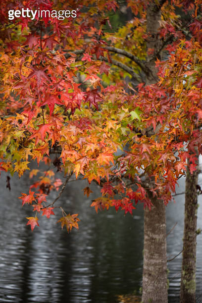 Rich Autumn Red & Orange Leaves on a Red Maple Tree in Jacksonville ...