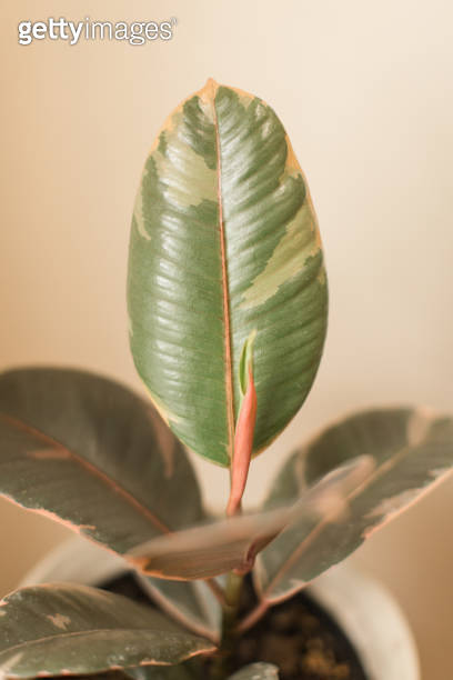 Pink Variegated Rubber Plant 'Ruby' Ficus Elastica 이미지 (1225688777 ...