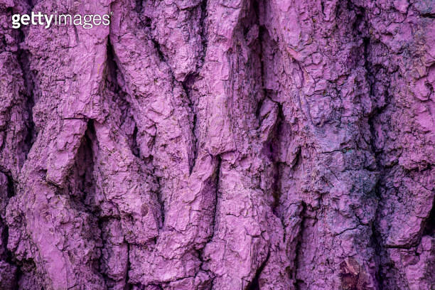 The texture of the bark of the tree is painted in purple as a ...