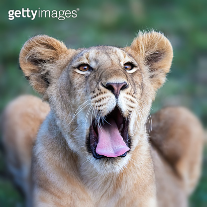 Lion cub, panthera leo, yawns and shows his teeth, Masai Mara, Kenya ...