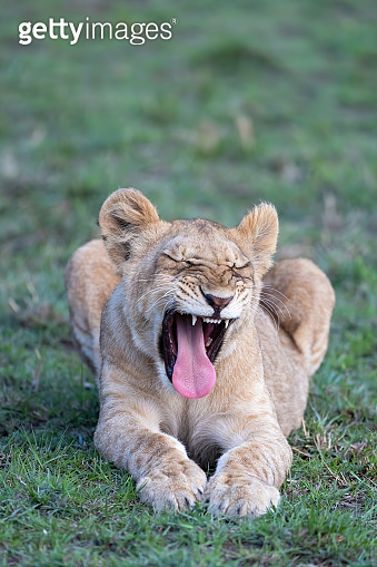 Lion cub yawning and showing his teeth. Masai Mara, Kenya Closeup front ...