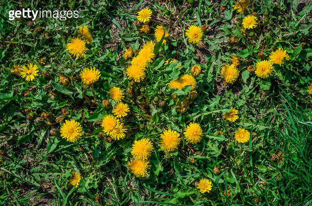 Yellow Kulbaba. Spring Flower. Dandelion (1223059390) - 게티이미지뱅크
