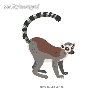 Ring-tailed lemur or Lemur catta - large strepsirrhine primate with long black and white ringed ...