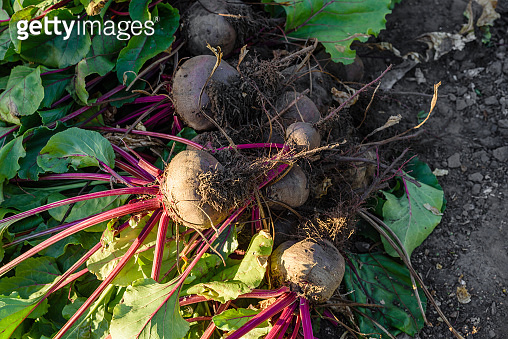 Fresh harvested beets on the ground in the garden on the planting bed ...