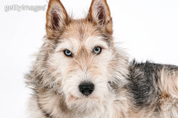 Headshot of Australian Shepherd Dog 이미지 (1270127922) - 게티이미지뱅크