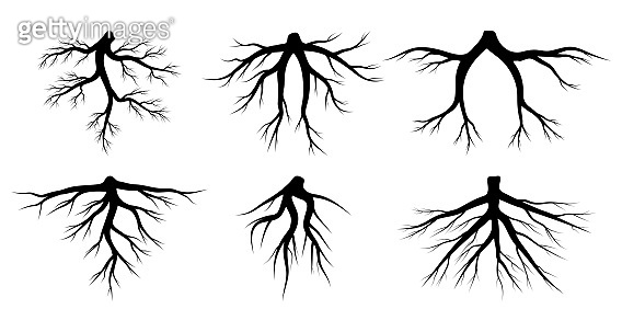 Root vector set isolated on white background. Tree roots system ...