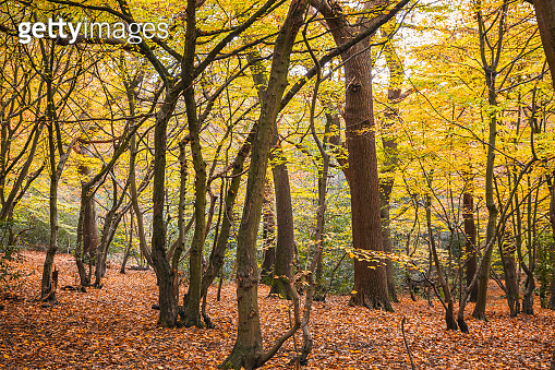 Autumn scene in Highgate wood in London 이미지 (1272222407) - 게티이미지뱅크