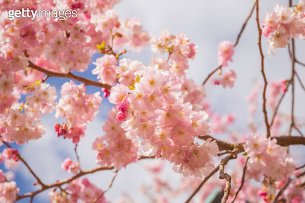 Springtime, cherry blossoms at Alexandra Park in London 이미지 (1214029598) - 게티이미지뱅크