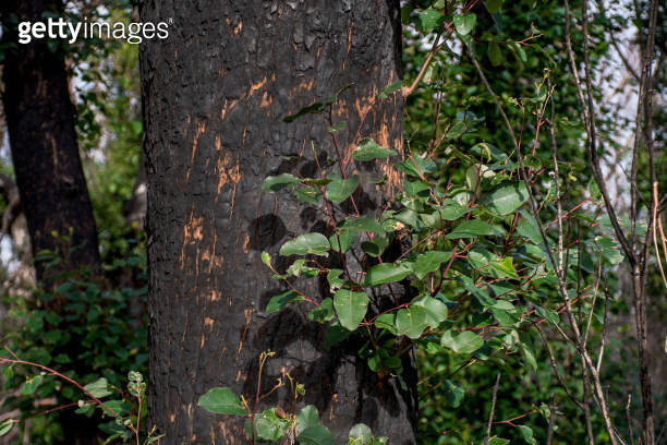 Australian bushfires aftermath: eucalyptus trees recovering after ...