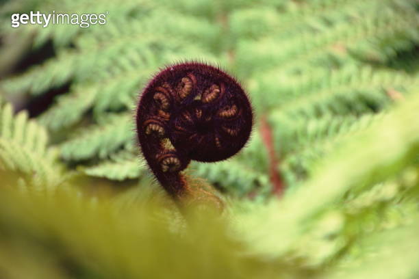New Life Punga Fern Frond (Koru) (1199083333) - 게티이미지뱅크