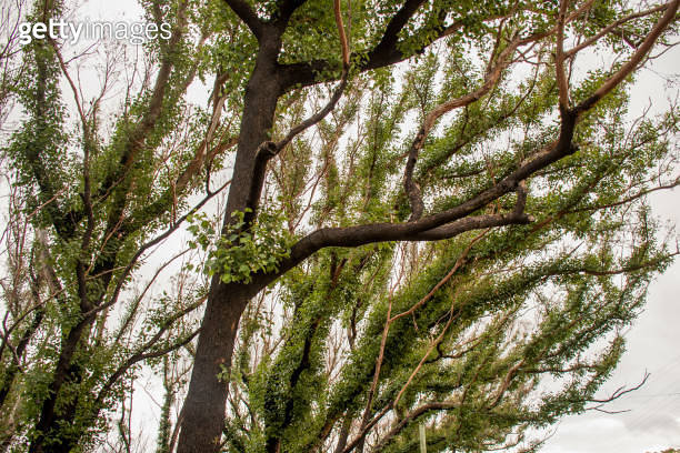 Australian bushfires aftermath: eucalyptus trees recovering after ...
