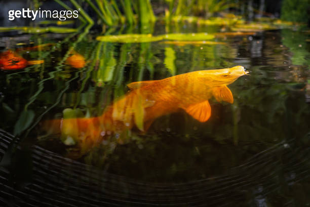 Surface level image of a Koi carp coming up to the surface for a pellet ...
