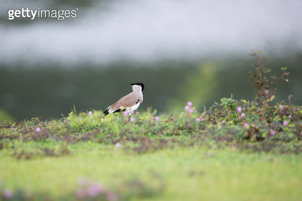 Adult River lapwing (Vanellus duvaucelii) (1264162659) - 게티이미지뱅크