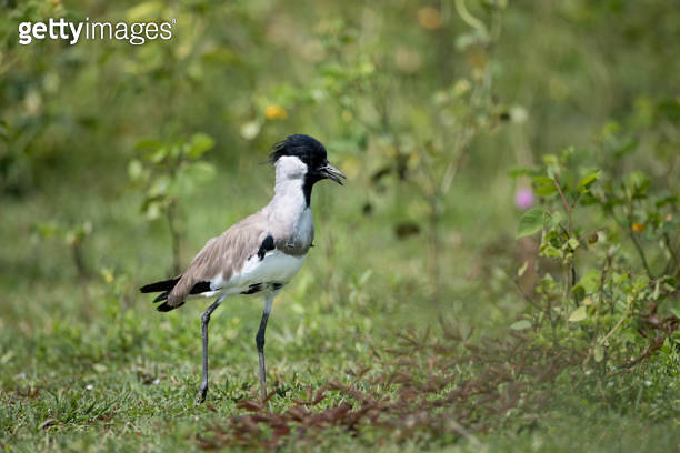 Adult River lapwing (Vanellus duvaucelii) 이미지 (1264162698) - 게티이미지뱅크