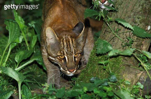 Asian Golden Cat or Temmink's Cat, catopuma temmincki, Adult 이미지 ...