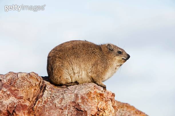 Rock Hyrax or Cape Hyrax, procavia capensis, Adult standing on Rocks ...