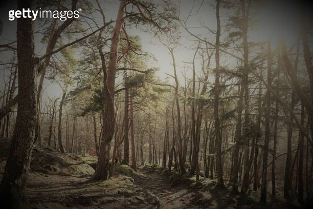 Forest in winter around the Malval Pass 이미지 (1197479029) - 게티이미지뱅크