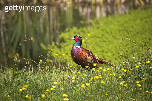 Common Pheasant, phasianus colchicus, Male standing in Yellow Flowers ...