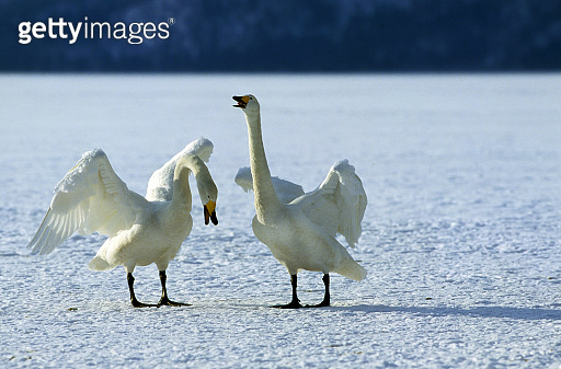 Whooper Swan, cygnus cygnus, Pair performing courting ritual on ice ...