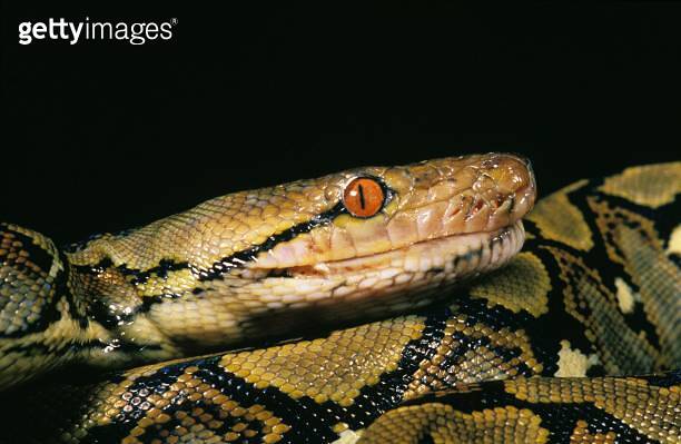 Reticulated Python, python reticulatus, Head of Adult, Close up ...