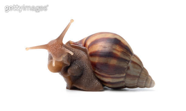 close up snail isolated on white background, a little wildlife with ...