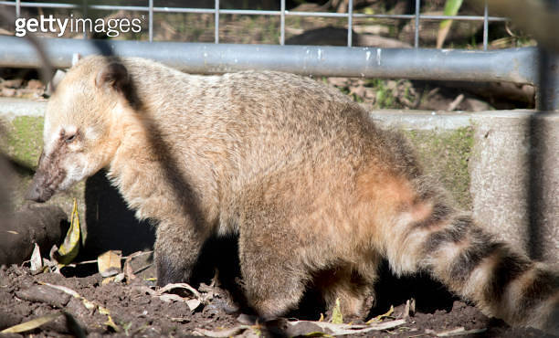 the brown nosed coati is walking around his cage (1248340030) - 게티이미지뱅크