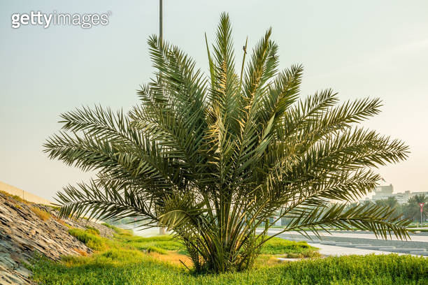 A single green tree at military stadium in Abu Dhabi, the capital city ...
