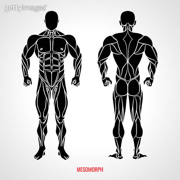 Body Type Mesomorph. Front and back view. Vector illustration 이미지 ...