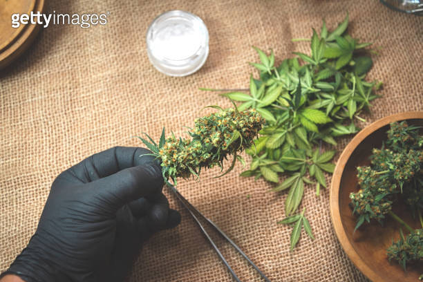 ripe cannabis buds in black-gloved hands 이미지 (1271377500) - 게티이미지뱅크