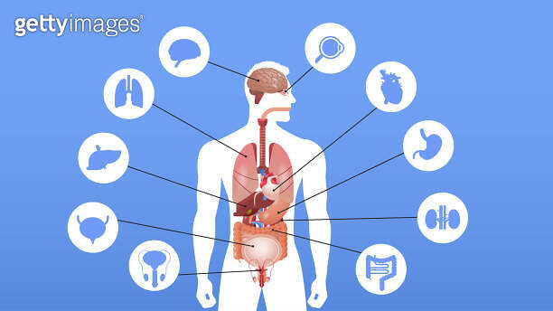 human body structure infographic poster with internal organs icons ...