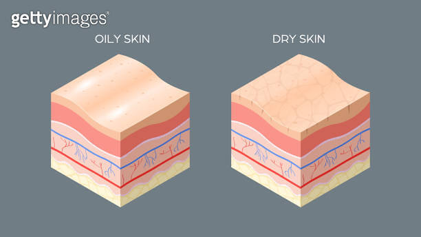 oily and dry skin cross-section of human skin layers structure skincare ...