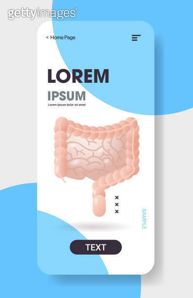 human large and small intestine digestive system gastrointestinal tract ...