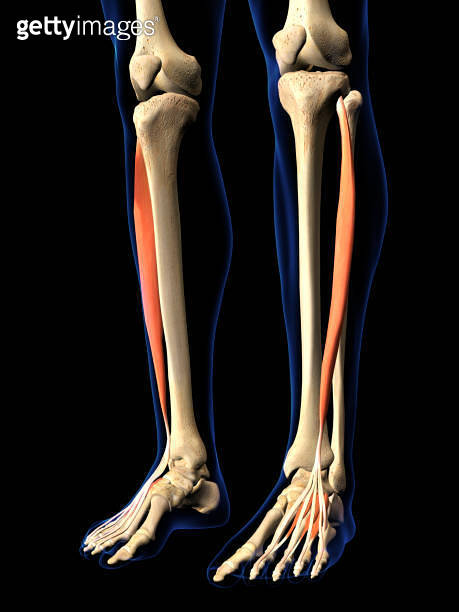 Extensor Digitorum Longus Muscle in Isolation on Human Leg Skeleton, 3D ...