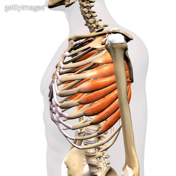 Male Anterior Serratus Muscles Isolated on Rib Cage (1254439578) - 게티이미지뱅크