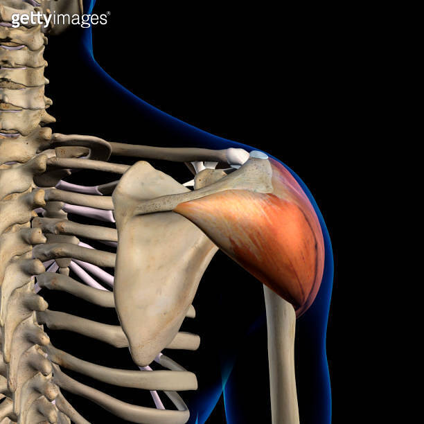Deltoid Muscle Isolated Anatomy Posterior View on Black Background ...