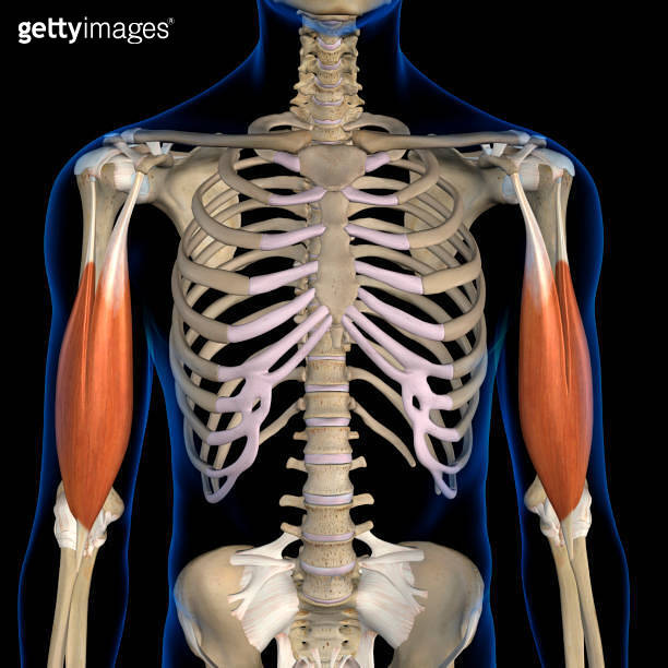 Biceps Brachii Muscles Isolated Anterior View Anatomy on Black ...
