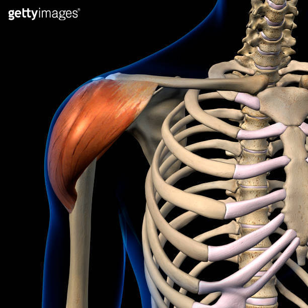 Deltoid Muscle Isolated Anterior View Shoulder Anatomy on Black ...