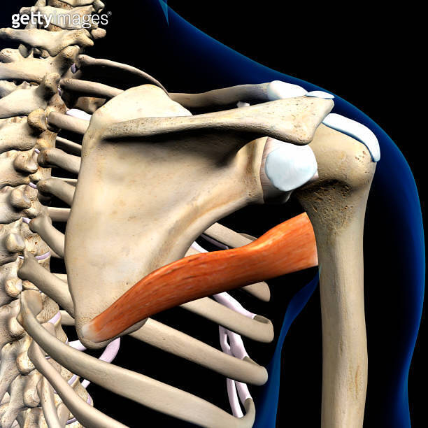 Teres Major Muscle Isolated Shoulder Anatomy Posterior View on Black ...