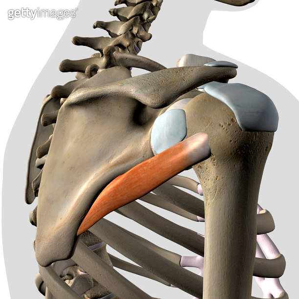 Teres Minor Muscle Isolated Shoulder Anatomy Posterior View on White ...
