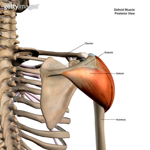 Deltoid Muscle Isolated Anatomy Posterior View Labeled on White ...