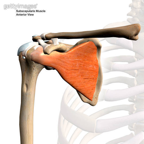 Subscapularis Muscle Isolated Shoulder Anatomy Anterior View on White ...