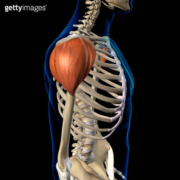 Deltoid Muscle Isolated Anatomy Side View on Black Background ...